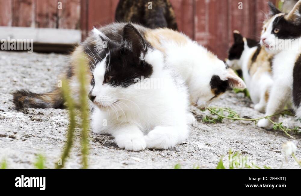 Breeding kittens Stock Videos & Footage - HD and 4K Video Clips - Alamy