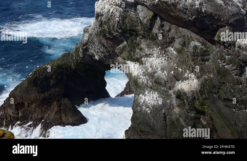 European breeding birds Stock Videos & Footage - HD and 4K Video Clips ...