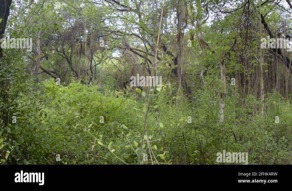Monsoon forest Stock Videos & Footage - HD and 4K Video Clips - Alamy
