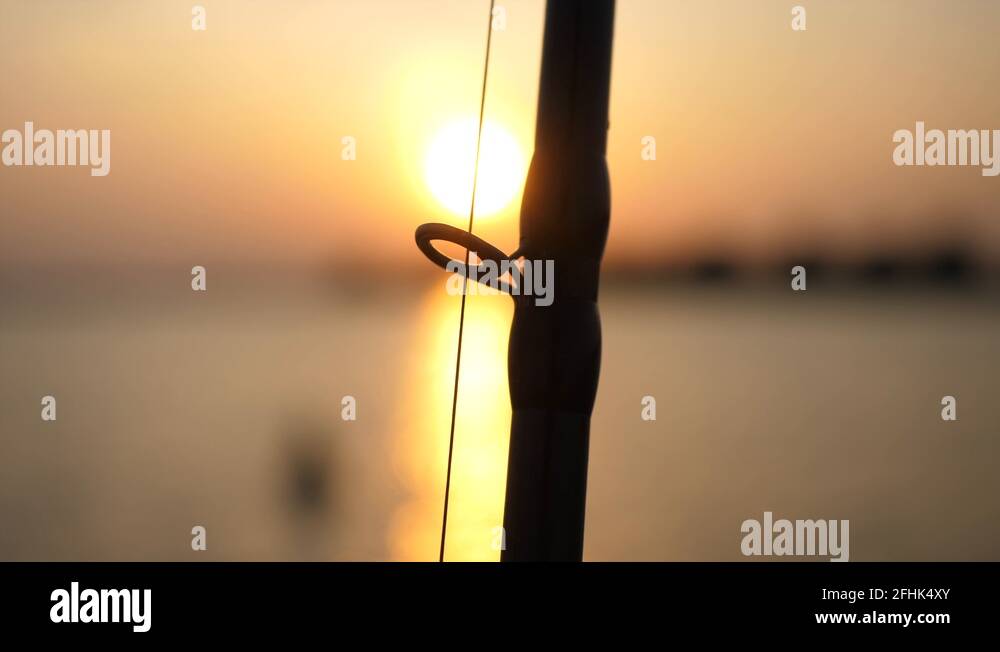 Vissen Stock Videos & Footage - HD and 4K Video Clips - Alamy