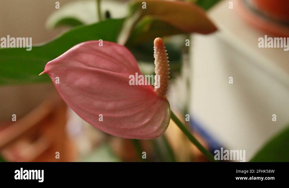 Calla lily zantedeschia araceae Stock Videos & Footage - HD and 4K ...