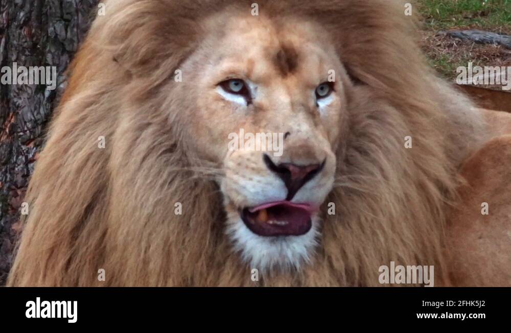 Lion licking face Stock Videos & Footage - HD and 4K Video Clips - Alamy