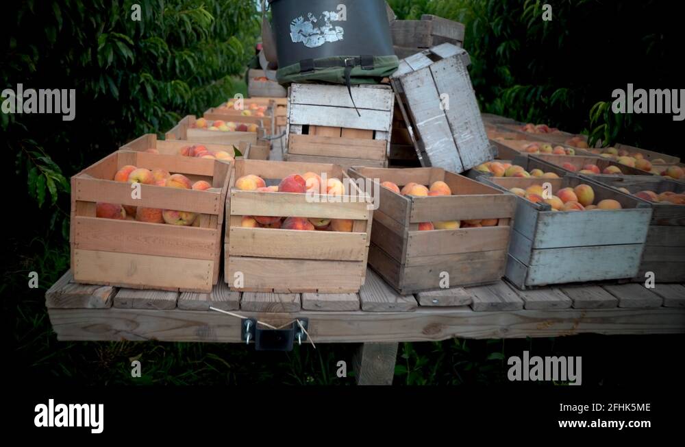 Peach pickers Stock Videos & Footage - HD and 4K Video Clips - Alamy
