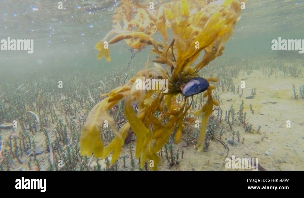 Blue seaweed Stock Videos & Footage - HD and 4K Video Clips - Alamy