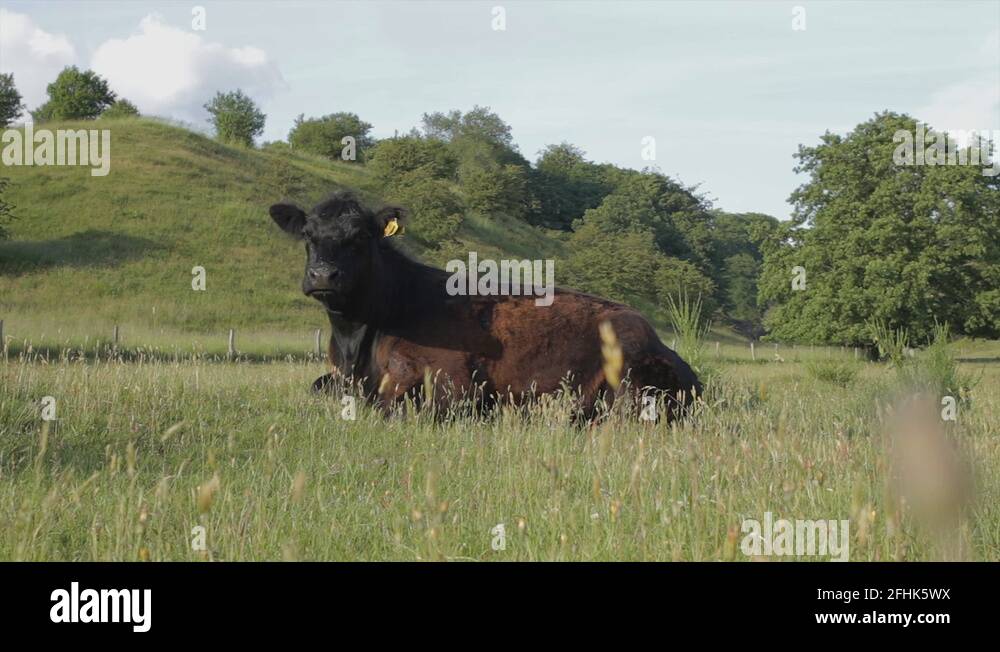 Cow feet Stock Videos & Footage - HD and 4K Video Clips - Alamy