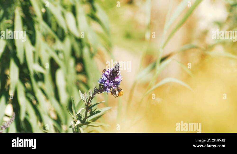 Pollen of flowers Stock Videos & Footage - HD and 4K Video Clips - Alamy
