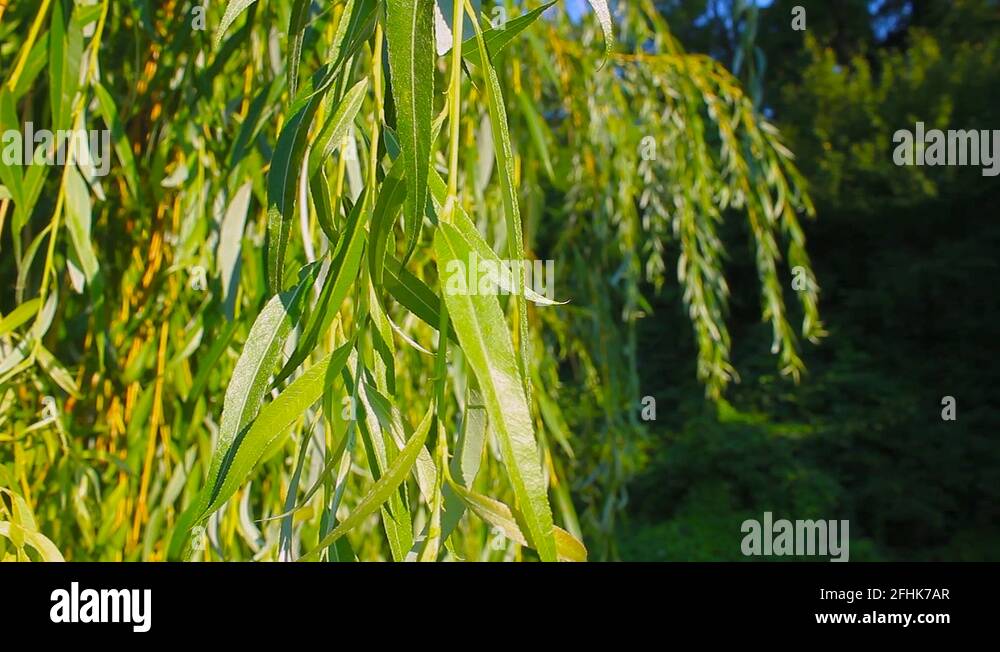 Babylon weeping willow tree Stock Videos & Footage - HD and 4K Video ...