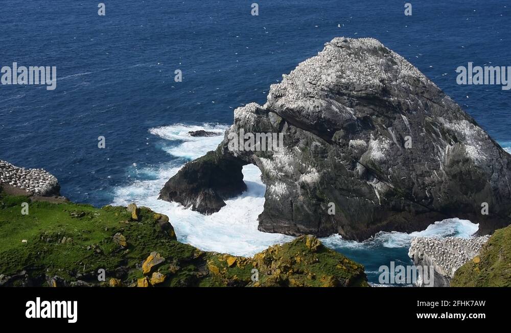 Breeding colony colonies Stock Videos & Footage - HD and 4K Video Clips ...