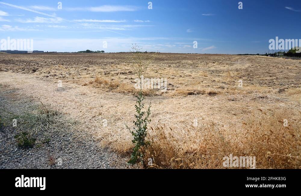 Dry crop drought land Stock Videos & Footage - HD and 4K Video Clips ...