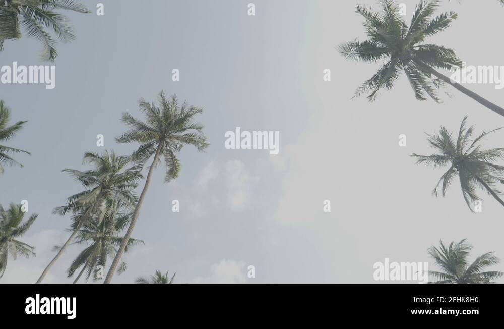 Pan down of palm trees in Thailand Stock Video Footage - Alamy