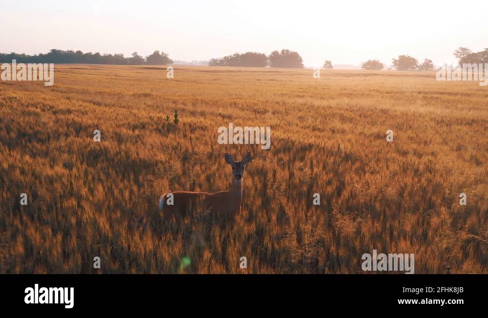 Whitetail deer sunset Stock Videos & Footage - HD and 4K Video Clips ...