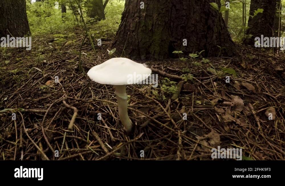 Mushroom ecosystem Stock Videos & Footage - HD and 4K Video Clips - Alamy
