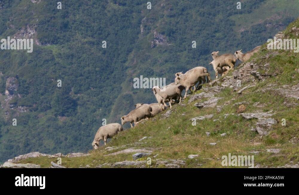 Herd in the alps Stock Videos & Footage - HD and 4K Video Clips - Alamy