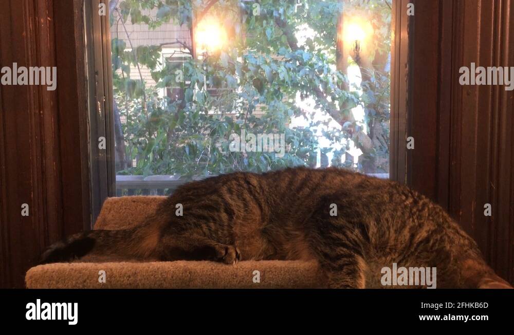 Sleeping in window Stock Videos & Footage - HD and 4K Video Clips - Alamy