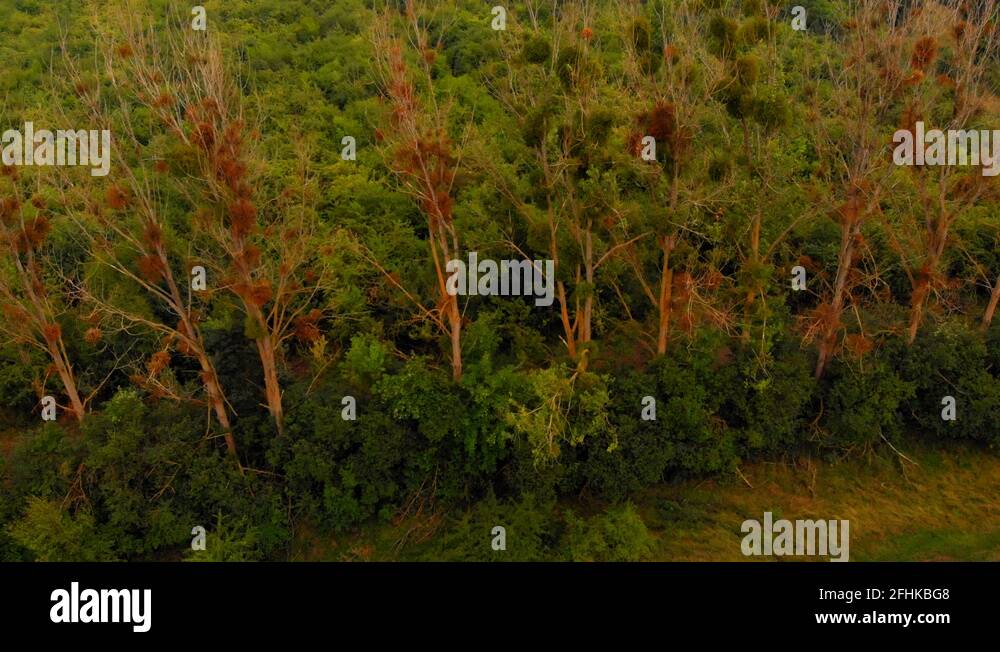 European poplar Stock Videos & Footage - HD and 4K Video Clips - Alamy