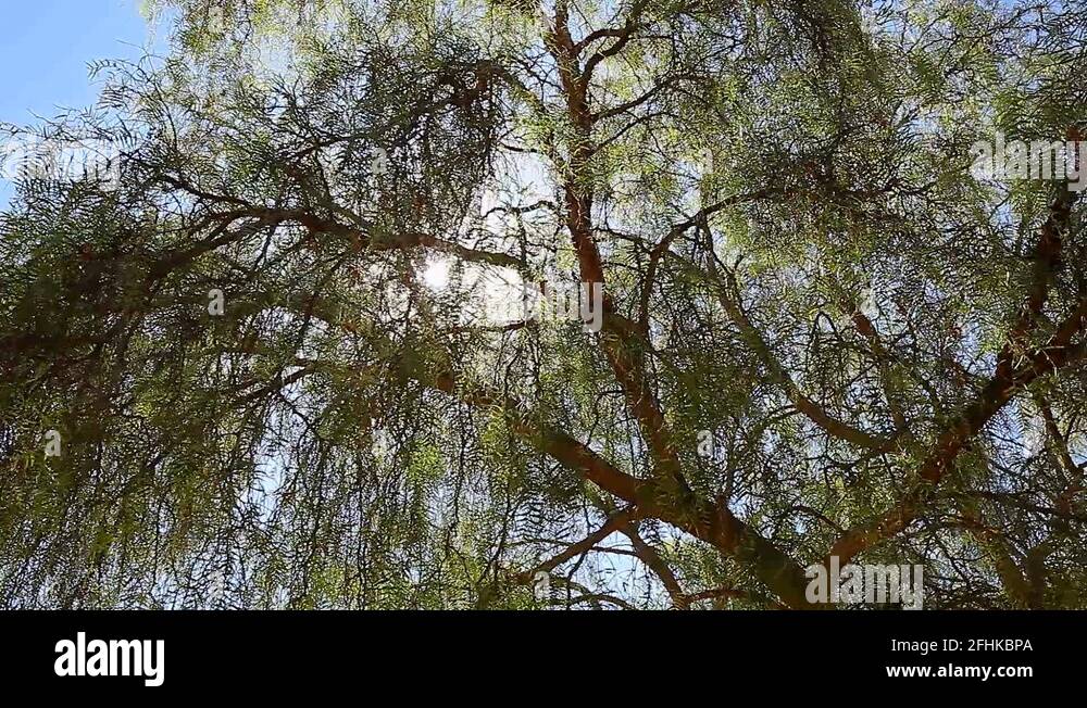 Canopy of willow Stock Videos & Footage - HD and 4K Video Clips - Alamy
