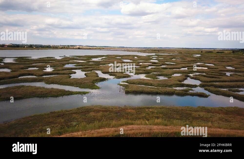 Salt marsh flora Stock Videos & Footage - HD and 4K Video Clips - Alamy