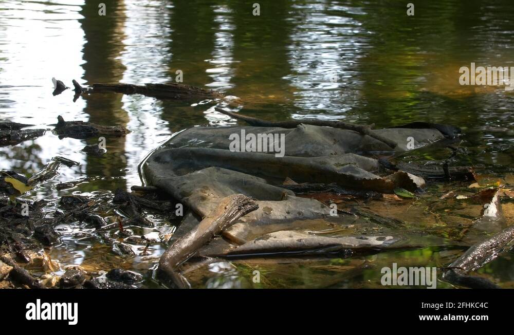 Unclean environment Stock Videos & Footage - HD and 4K Video Clips - Alamy
