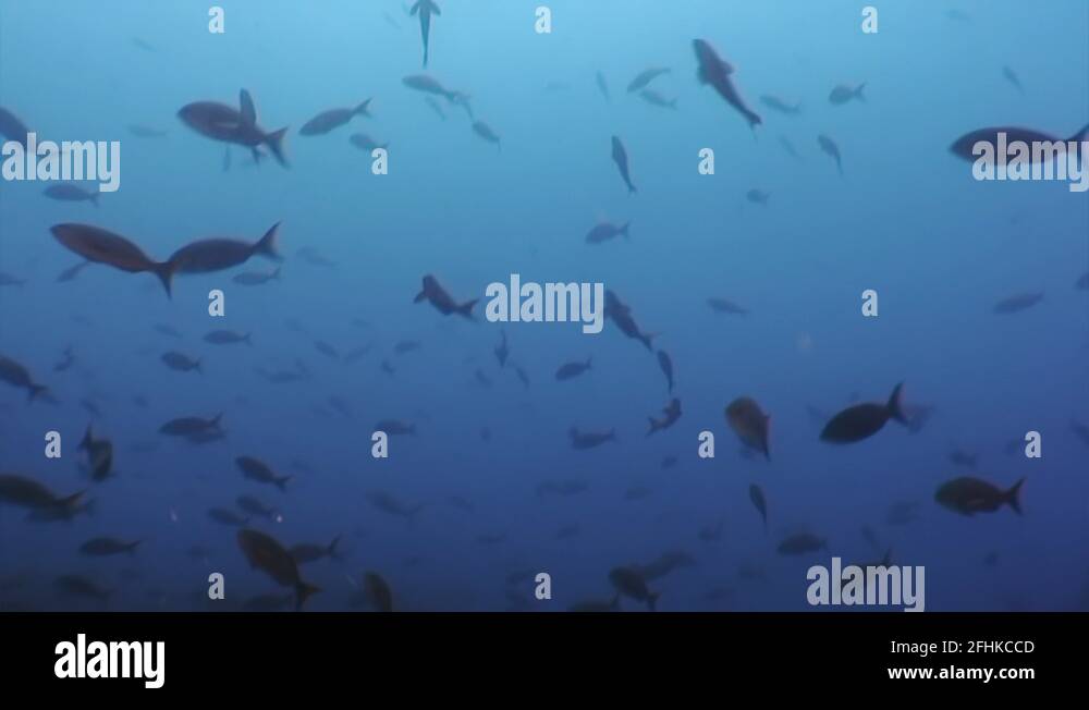 Ocean underwater fish shoal Stock Videos & Footage - HD and 4K Video ...