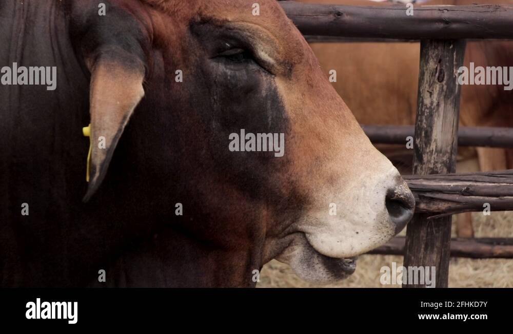 Brahman bulls Stock Videos & Footage - HD and 4K Video Clips - Alamy