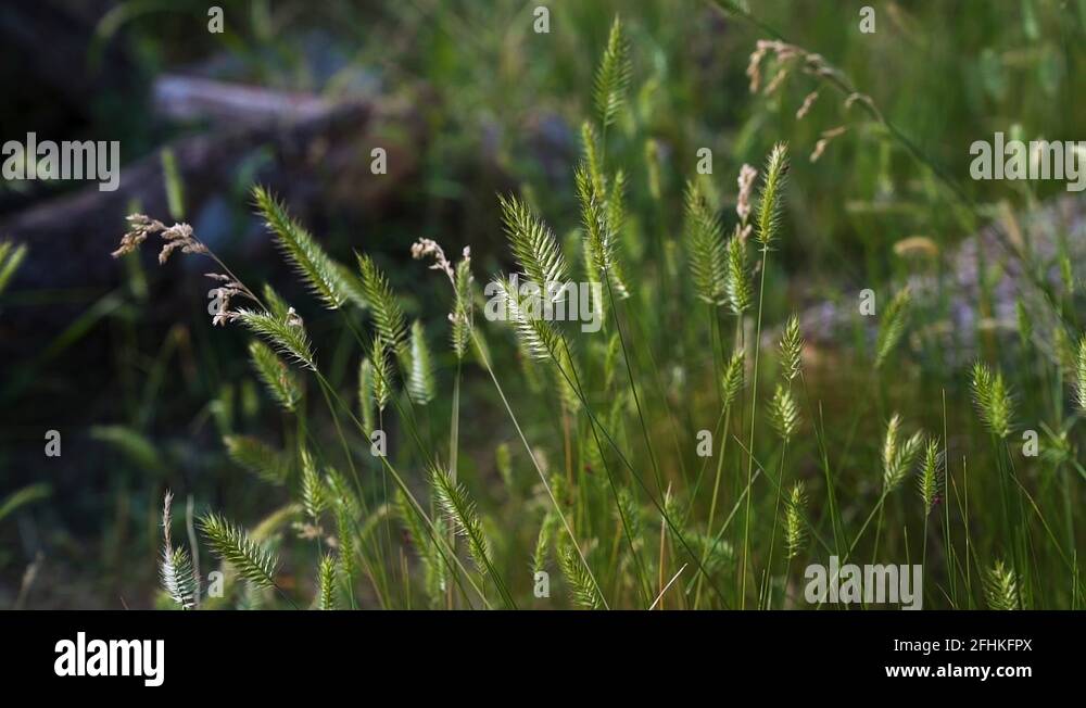 Wild wheat grass Stock Videos & Footage - HD and 4K Video Clips - Alamy