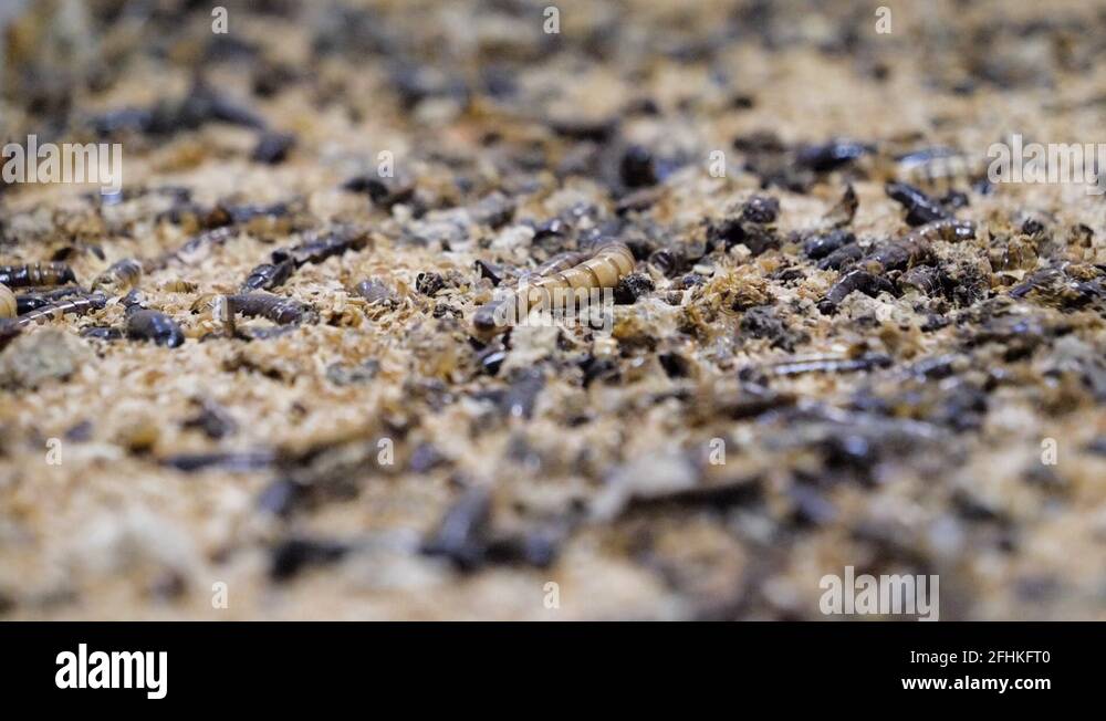 Dried of the bodies Stock Videos & Footage - HD and 4K Video Clips - Alamy