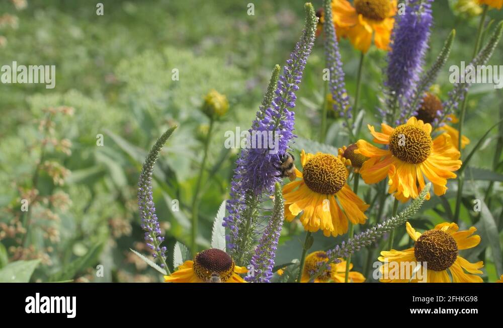 A calm and steady scene of a common honey bee collecting pollen on a ...