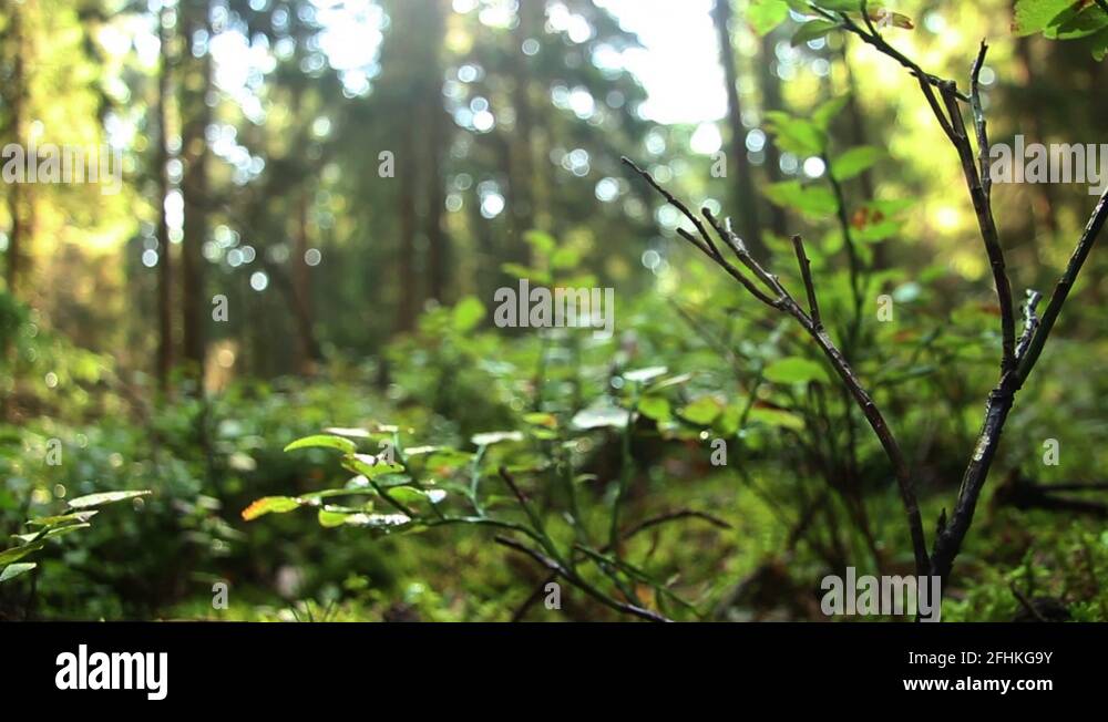Sun rays between tree Stock Videos & Footage - HD and 4K Video Clips ...