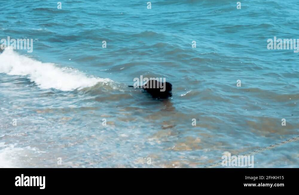 Dog swimming in sea dog Stock Videos & Footage - HD and 4K Video Clips ...