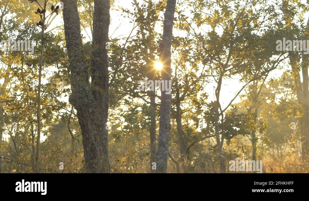 Zimbabwe people tree Stock Videos & Footage - HD and 4K Video Clips - Alamy