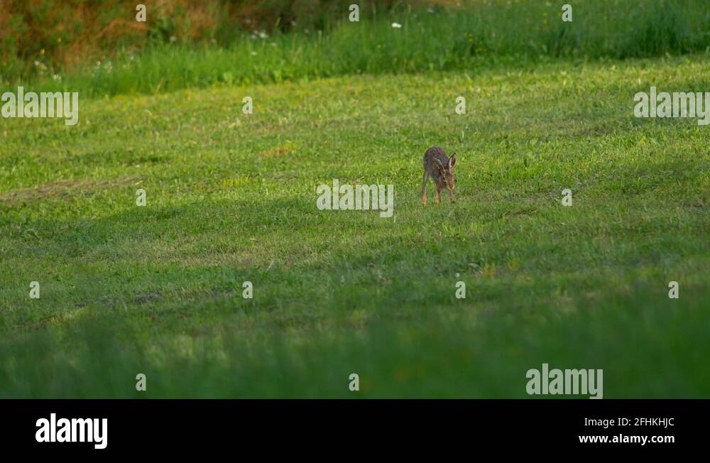 Running wild hare Stock Videos & Footage - HD and 4K Video Clips - Alamy