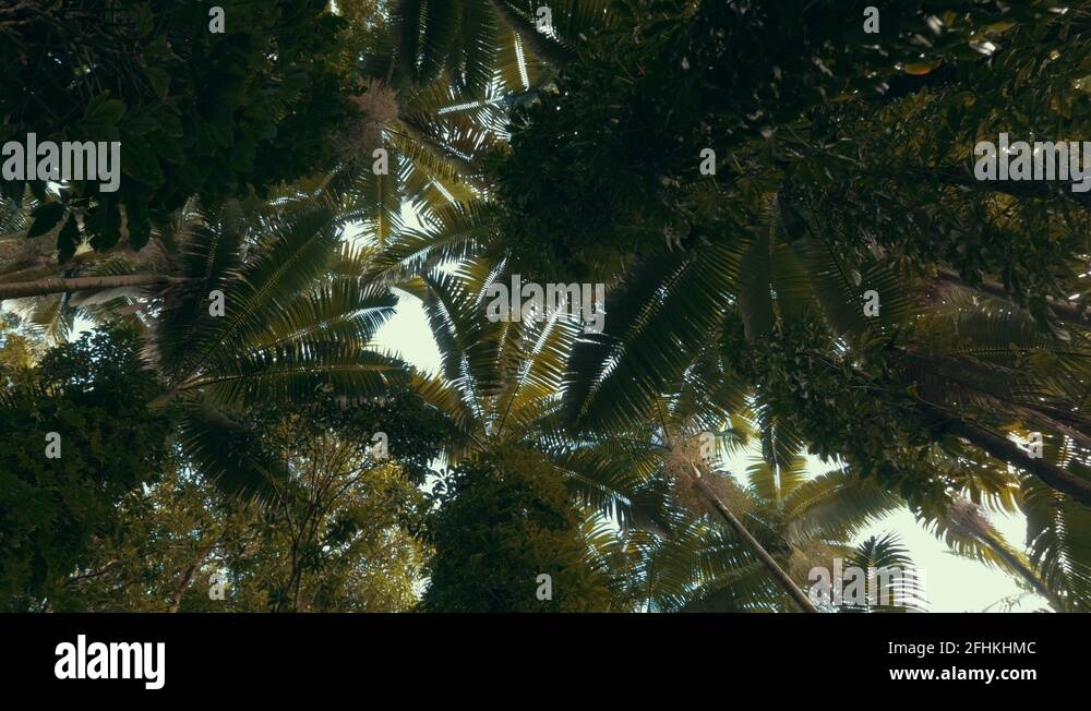 Trees sky view Stock Videos & Footage - HD and 4K Video Clips - Alamy