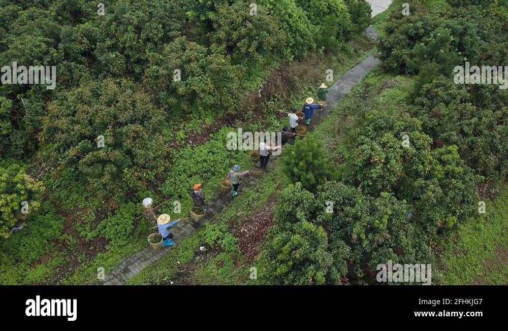 Walkway farm Stock Videos & Footage - HD and 4K Video Clips - Alamy