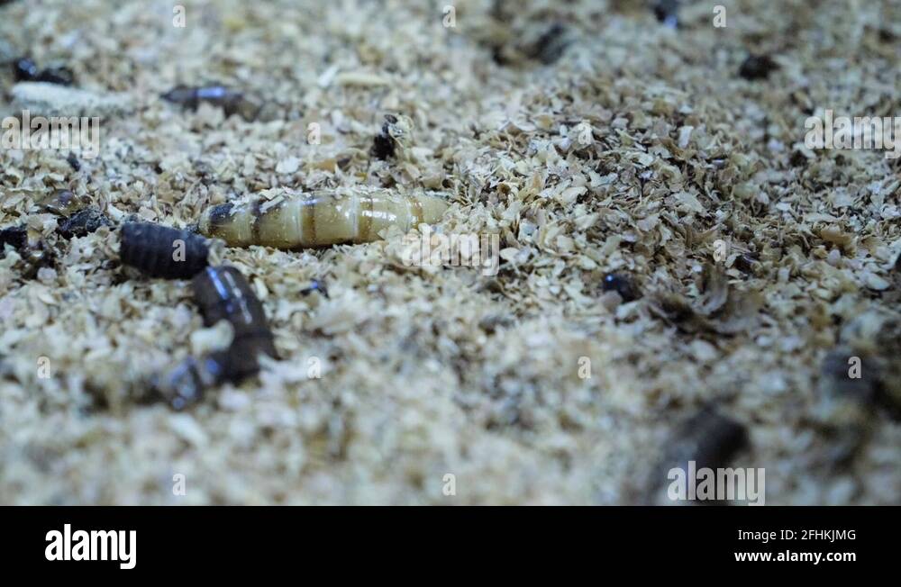 Superworm larvae Stock Videos & Footage - HD and 4K Video Clips - Alamy