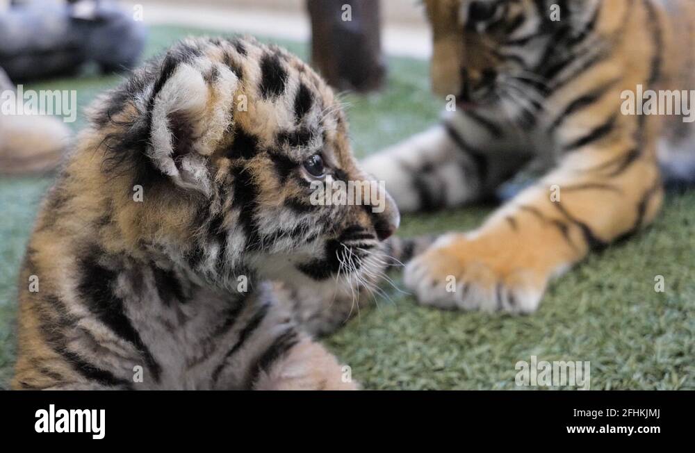The tiger's tail Stock Videos & Footage - HD and 4K Video Clips - Alamy