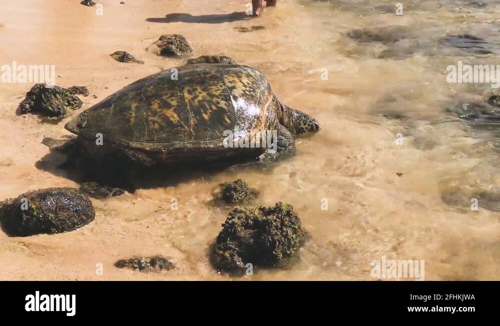 Ocean 60 Stock Videos Footage Hd And 4k Video Clips Alamy