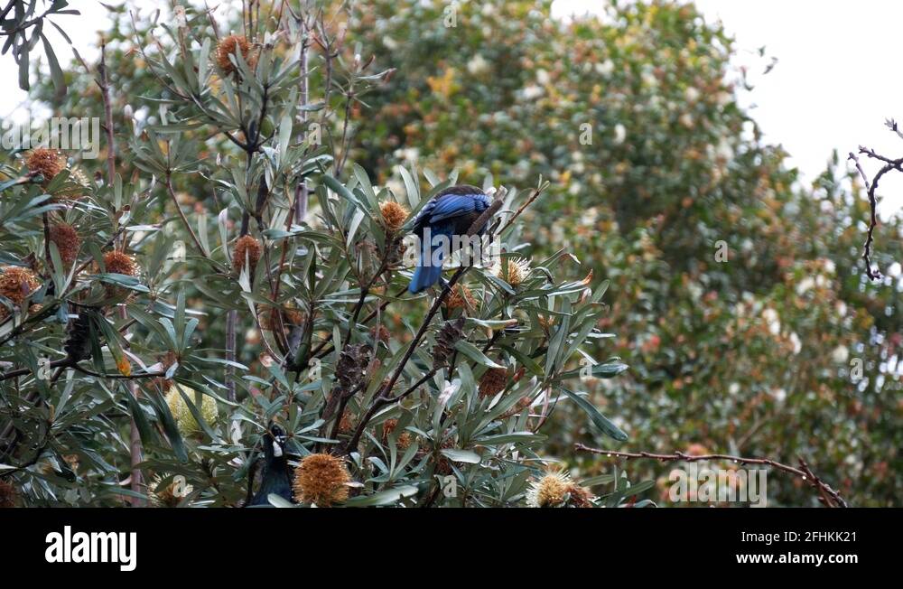 Tui birds two new zealand Stock Videos & Footage - HD and 4K Video ...