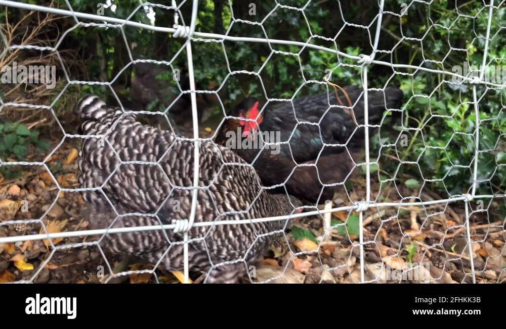 Brood rock Stock Videos & Footage - HD and 4K Video Clips - Alamy