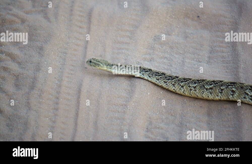 Southern adder Stock Videos & Footage - HD and 4K Video Clips - Alamy