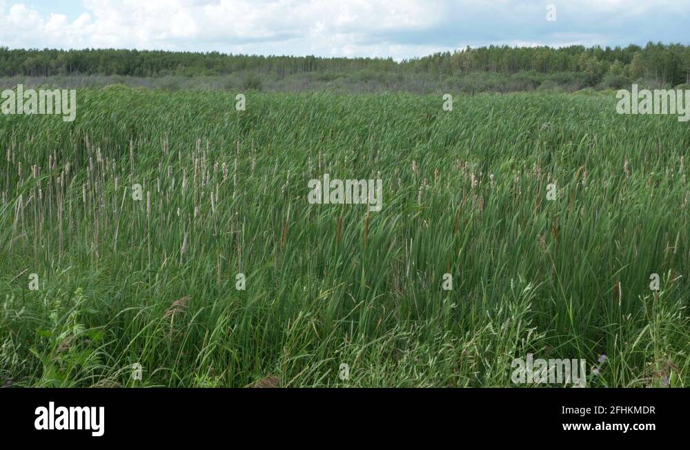 Great midwest Stock Videos & Footage - HD and 4K Video Clips - Alamy