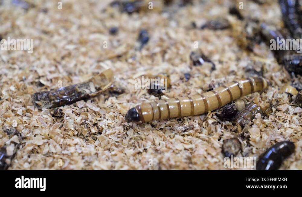 Bed enclosure Stock Videos & Footage - HD and 4K Video Clips - Alamy