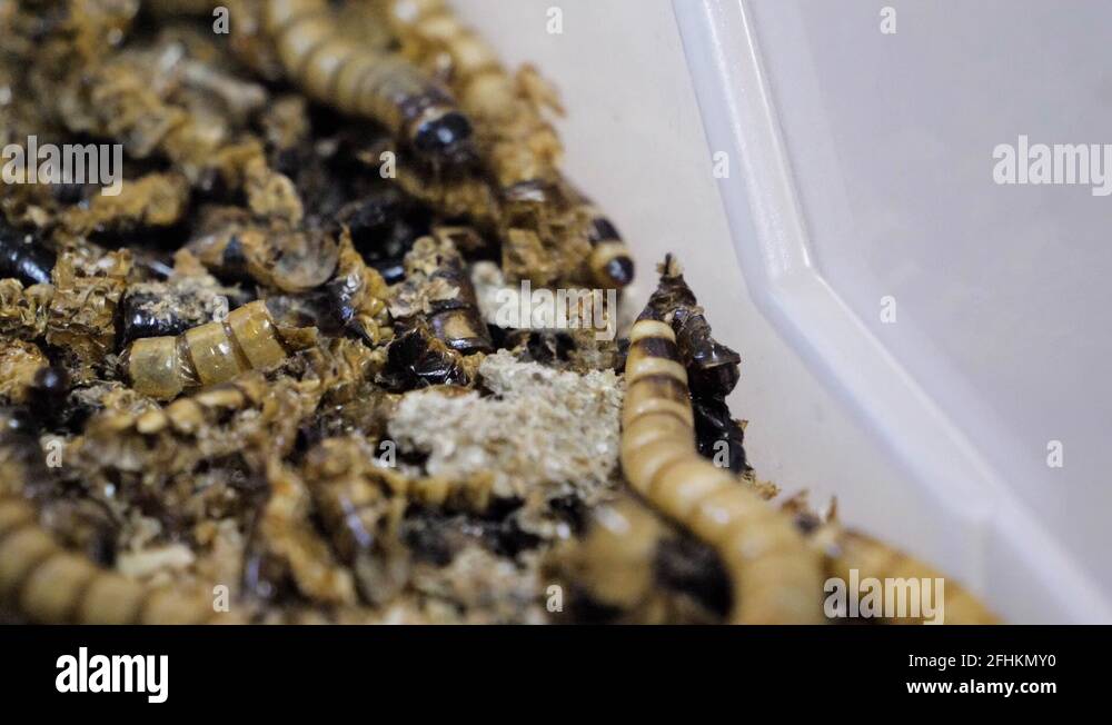 Breeding enclosure Stock Videos & Footage - HD and 4K Video Clips - Alamy