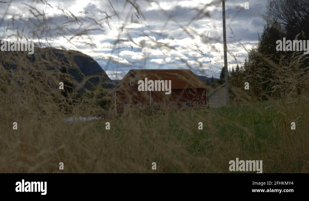 True grass Stock Videos & Footage - HD and 4K Video Clips - Alamy