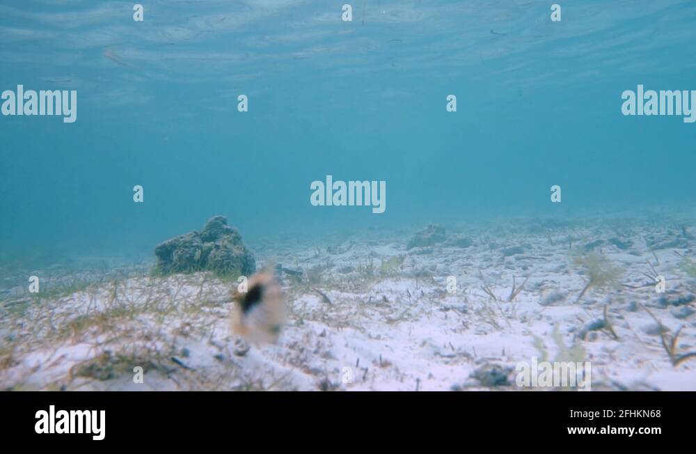 Picasso trigger Stock Videos & Footage - HD and 4K Video Clips - Alamy