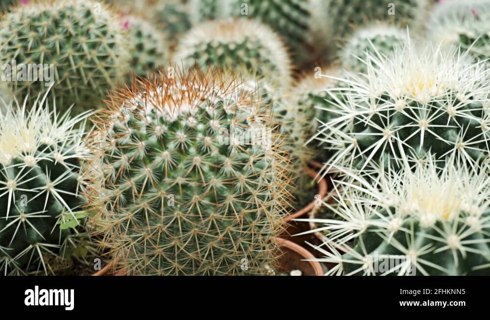 Many cacti in pots Stock Videos & Footage - HD and 4K Video Clips - Alamy