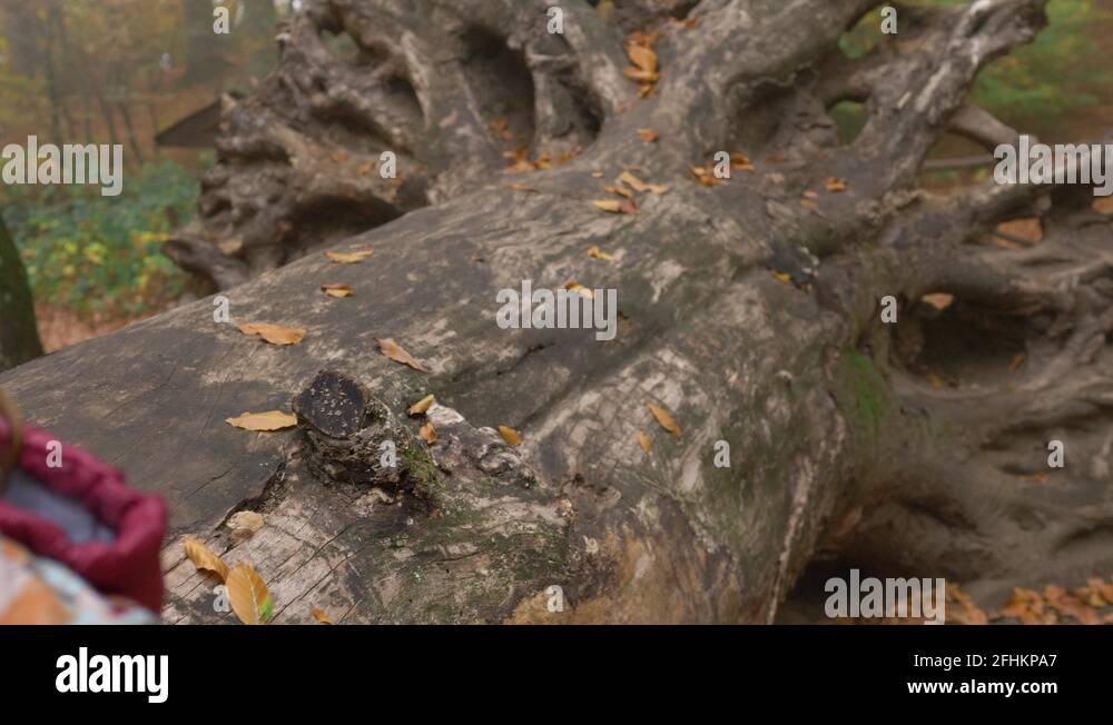 depressed lonely woman in the forest crying- divorce, broken heart ...