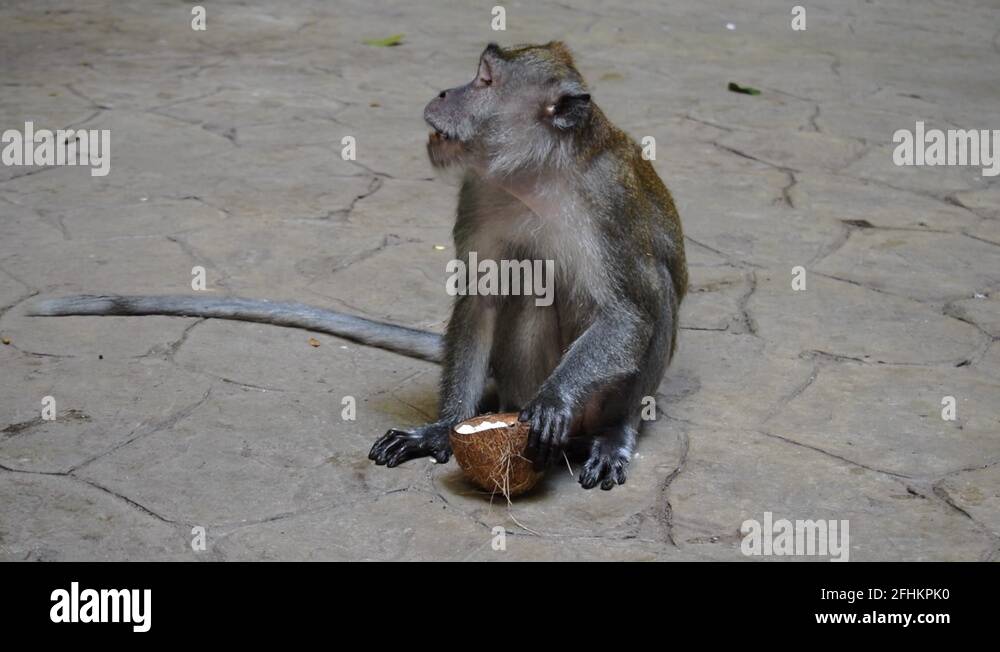 Monkey eating coconut Stock Videos & Footage - HD and 4K Video Clips ...