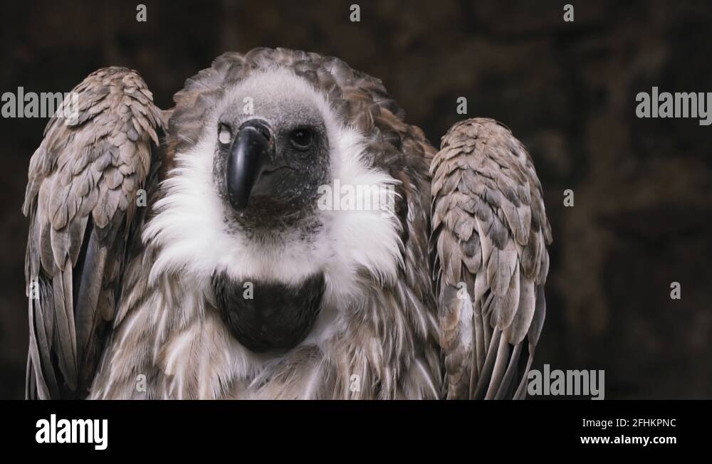 Big vulture Stock Videos & Footage - HD and 4K Video Clips - Alamy