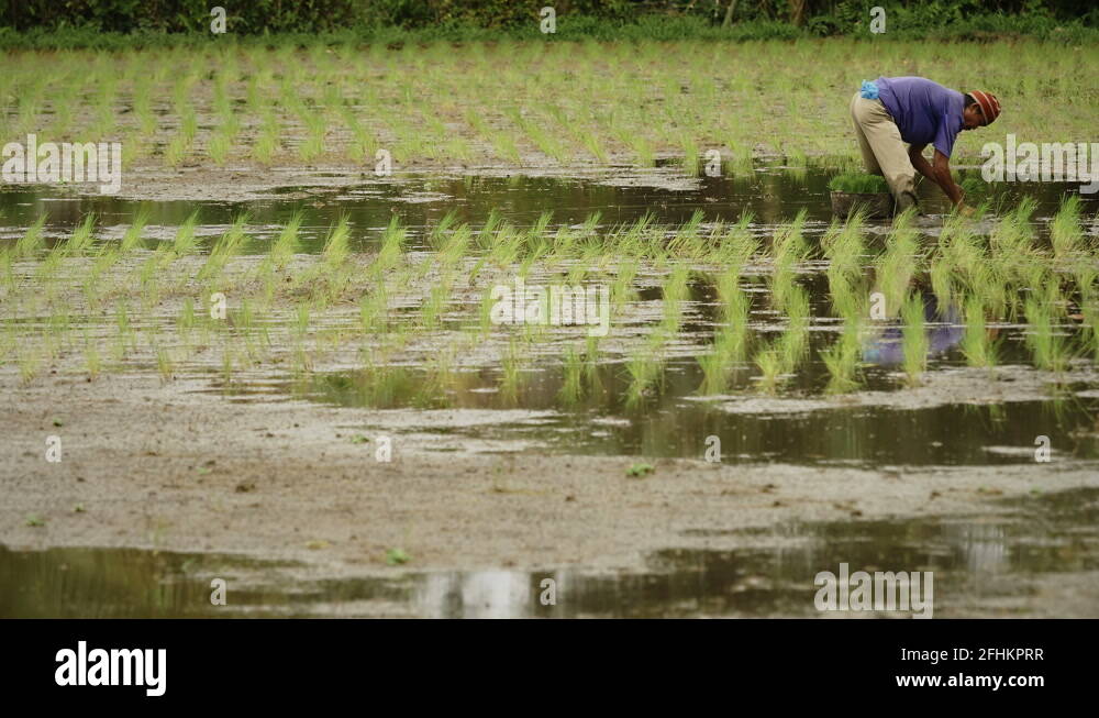 Man rice field Stock Videos & Footage - HD and 4K Video Clips - Alamy