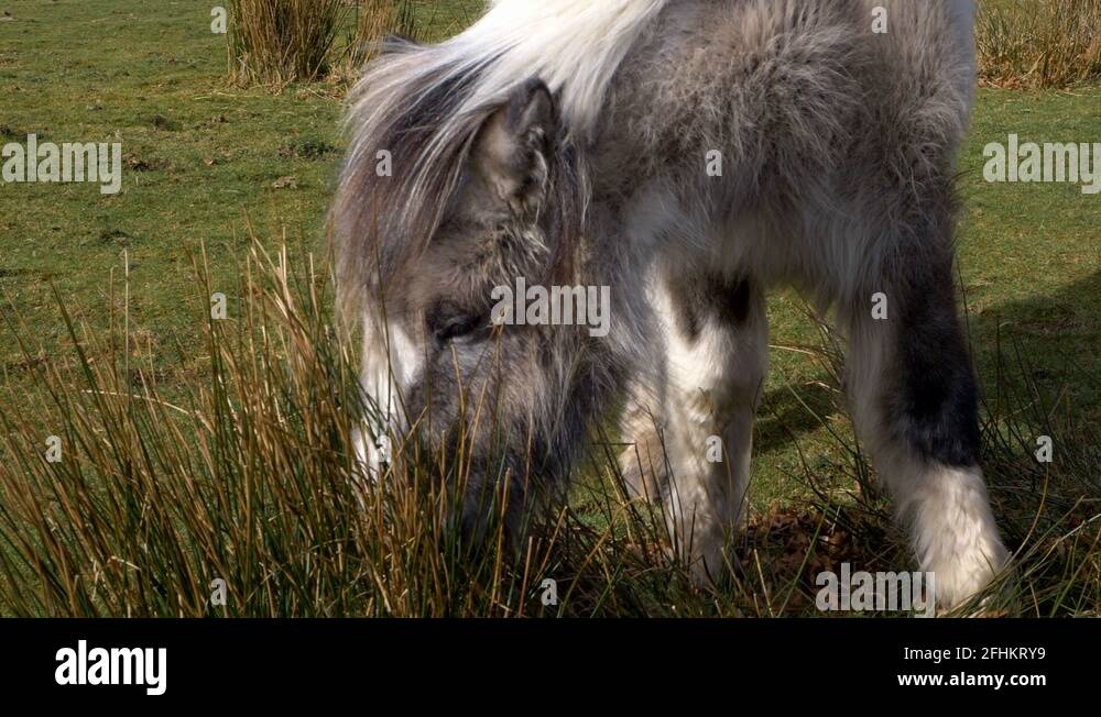 English pony Stock Videos & Footage - HD and 4K Video Clips - Alamy